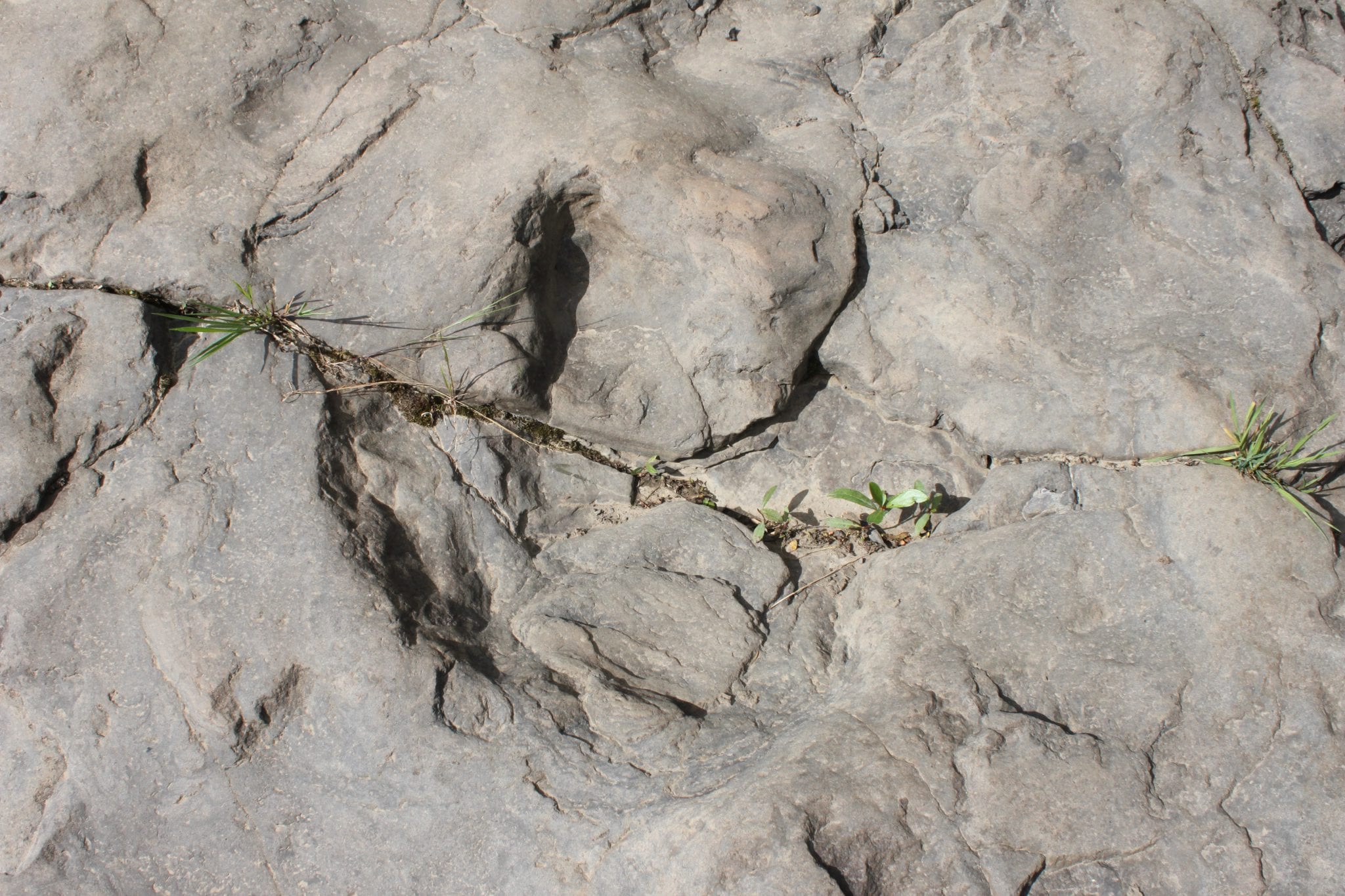 Dinosaur Fossils & Tracks - District of Hudson's Hope